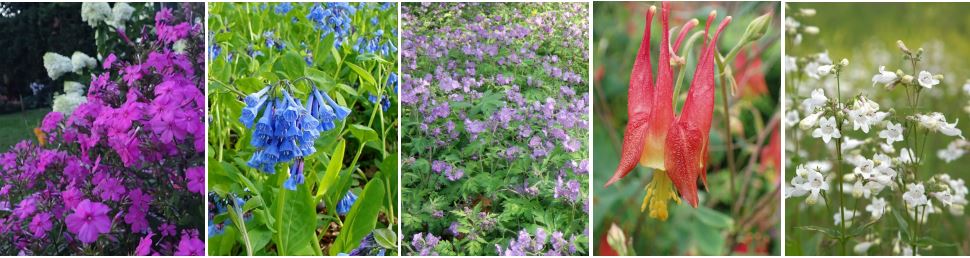 Growing Vegetables and Flowers in the Shade - Edmonds in Bloom