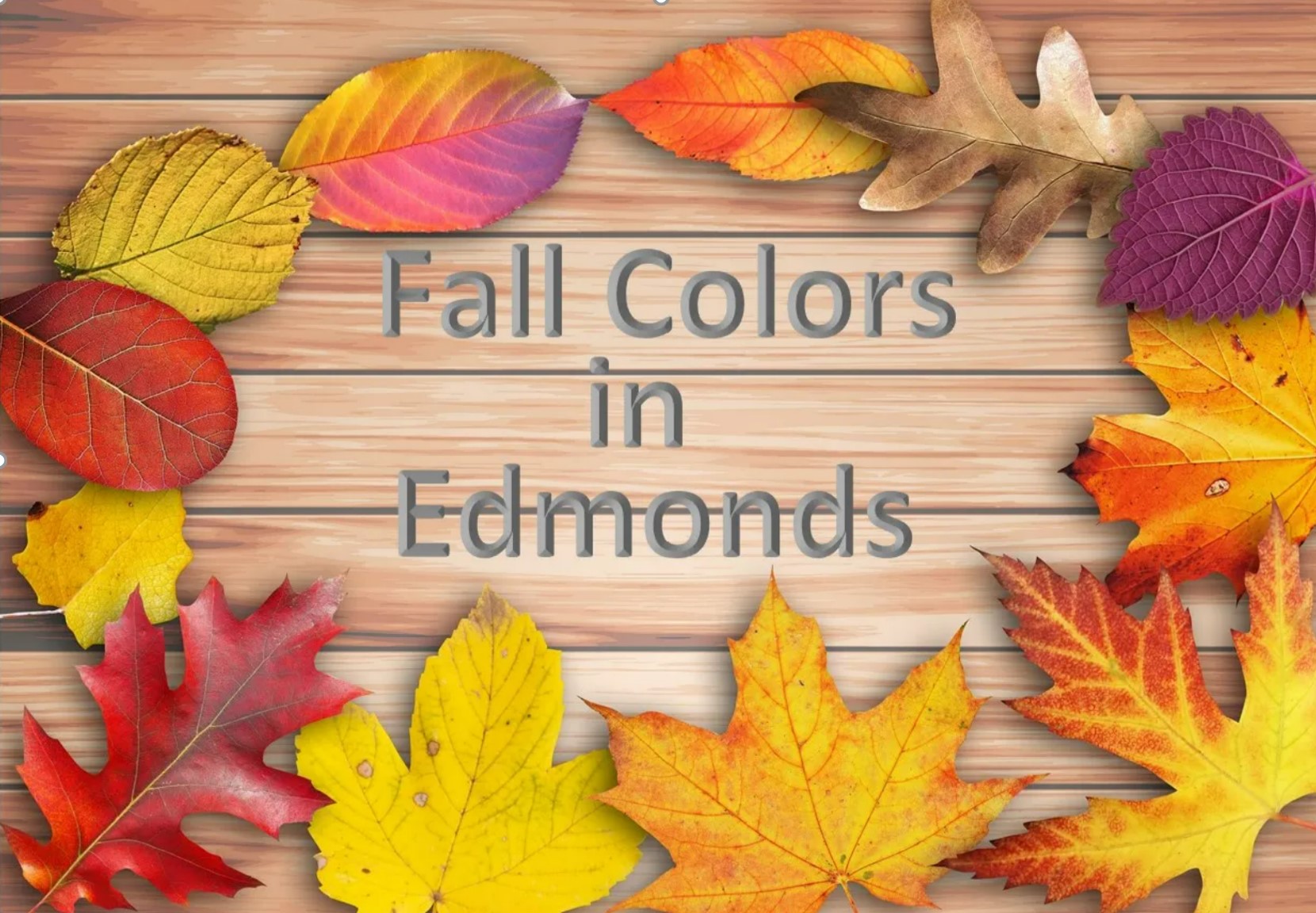 Fall Colors in Edmonds - Edmonds in Bloom