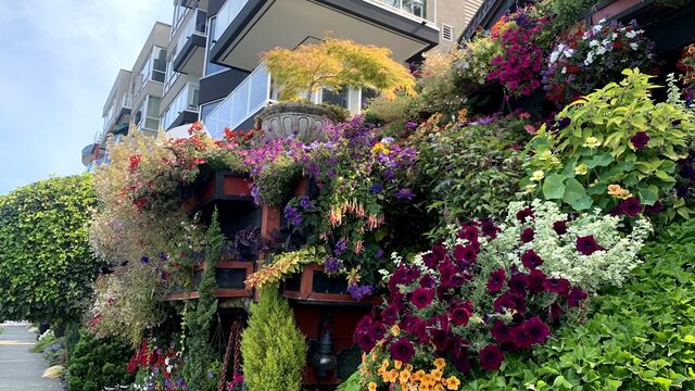Alki Beach Flower Houses - Edmonds in Bloom