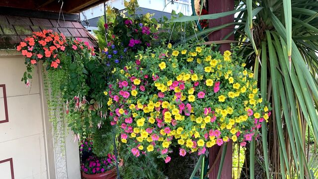 Alki Beach Flower Houses - Edmonds in Bloom