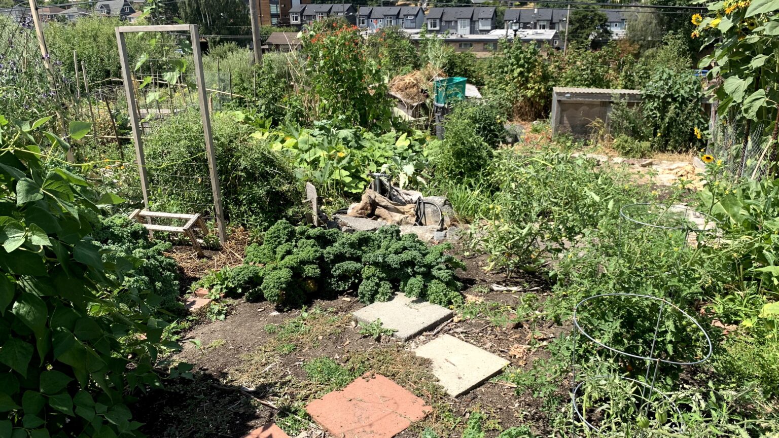 Beacon Food Forest - Edmonds in Bloom