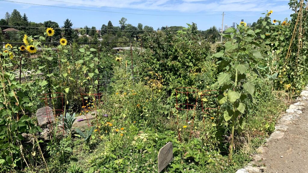 Beacon Food Forest - Edmonds in Bloom