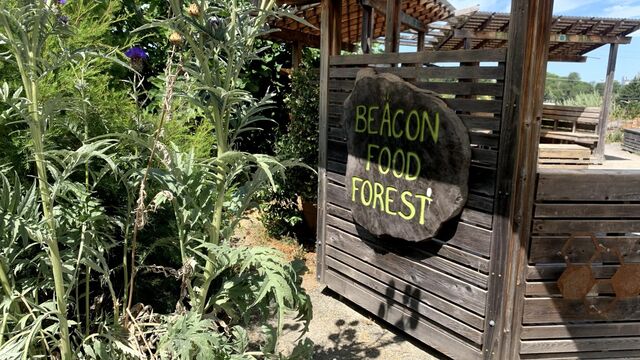 Beacon Food Forest - Edmonds in Bloom