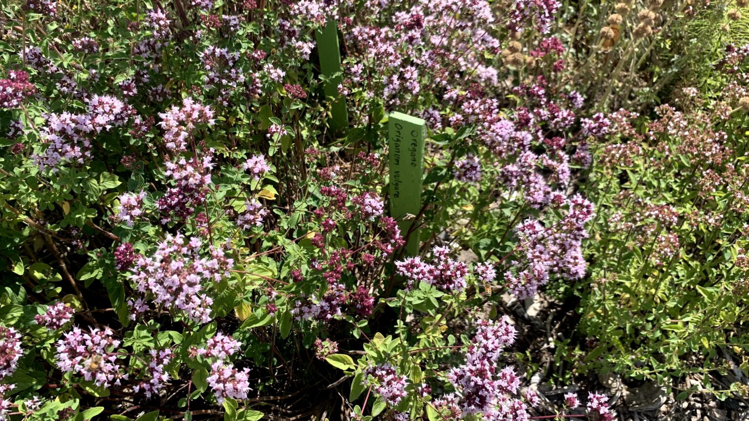 Beacon Food Forest - Edmonds in Bloom