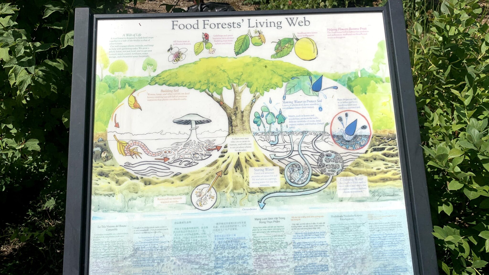 Beacon Food Forest - Edmonds in Bloom