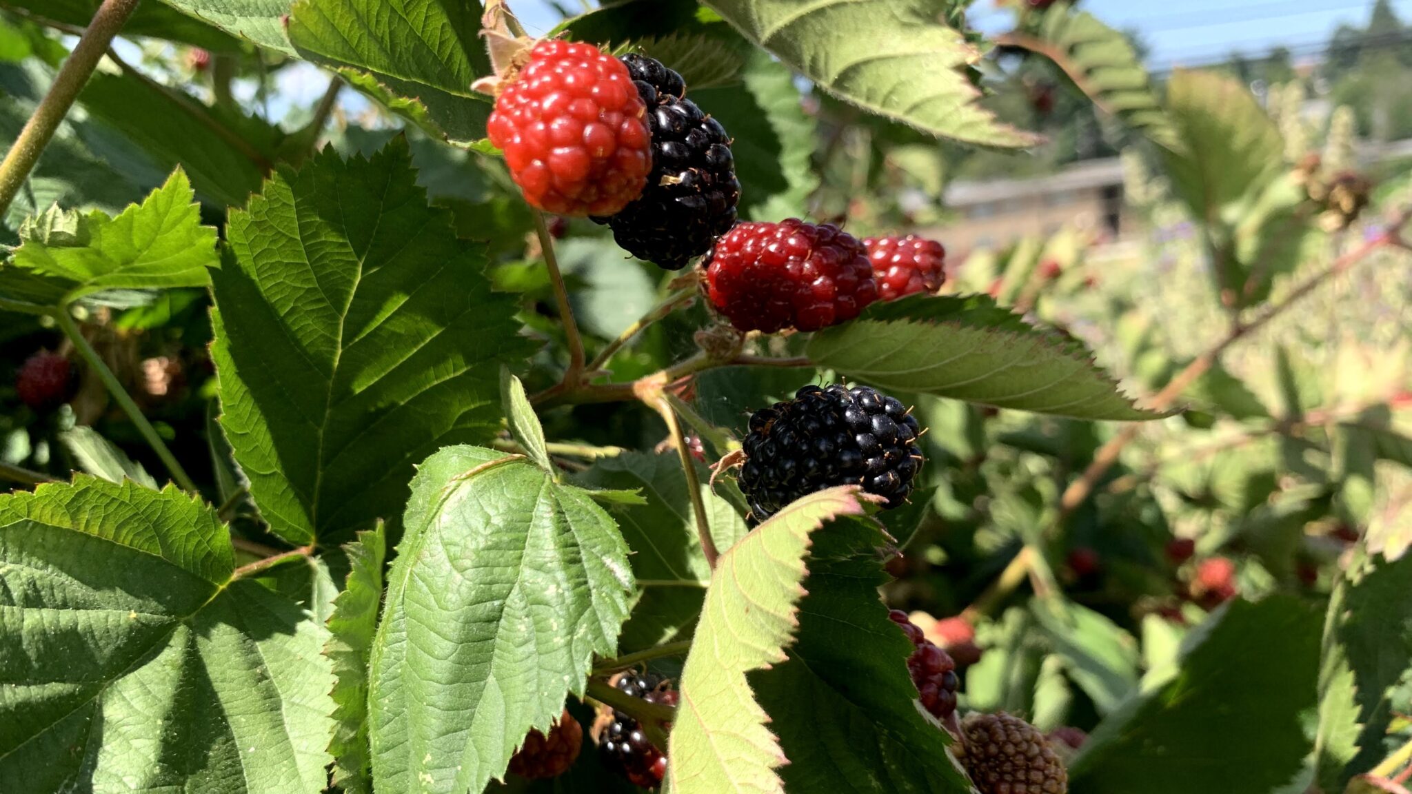 Beacon Food Forest - Edmonds in Bloom