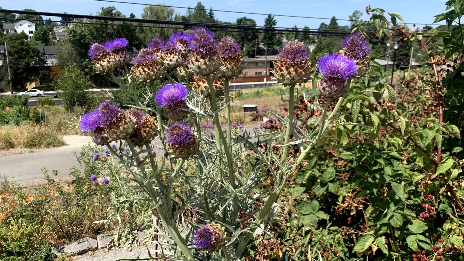Beacon Food Forest - Edmonds in Bloom