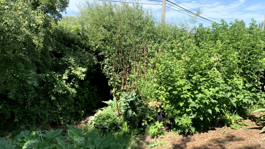 Beacon Food Forest - Edmonds in Bloom