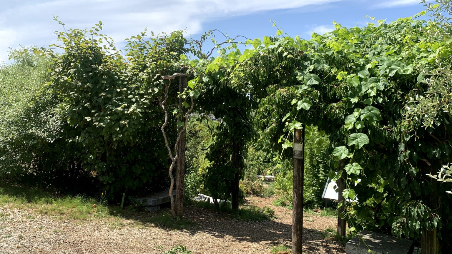 Beacon Food Forest - Edmonds in Bloom