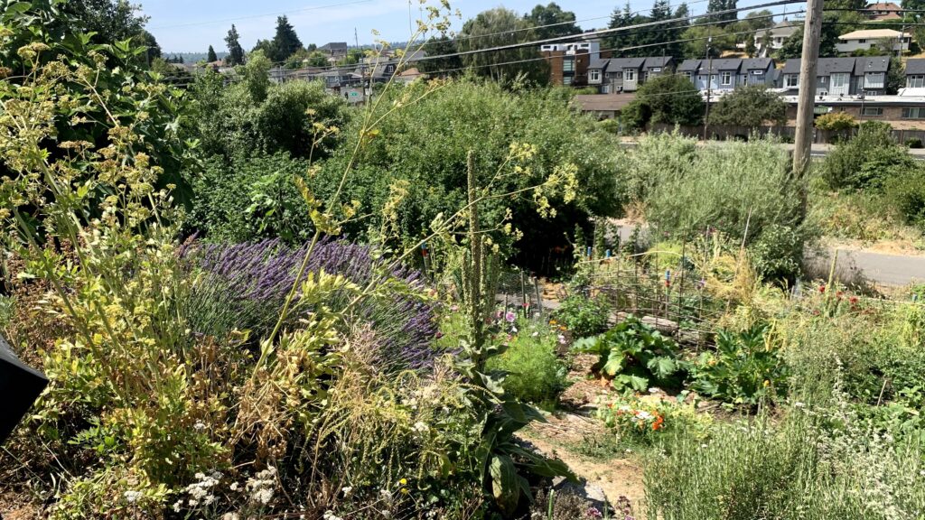 Beacon Food Forest - Edmonds in Bloom