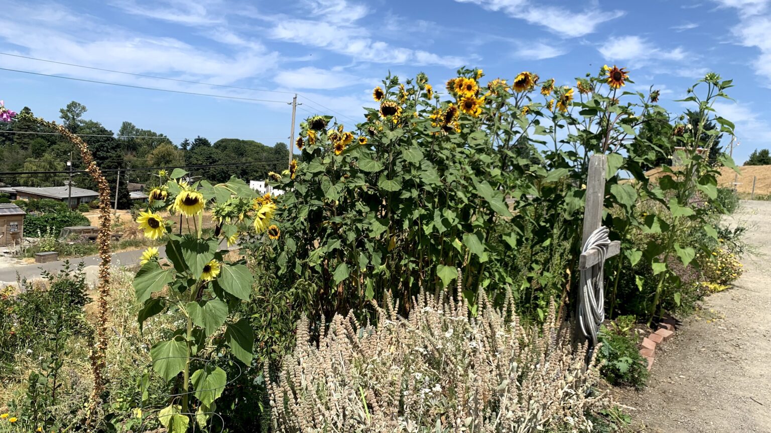 Beacon Food Forest - Edmonds in Bloom