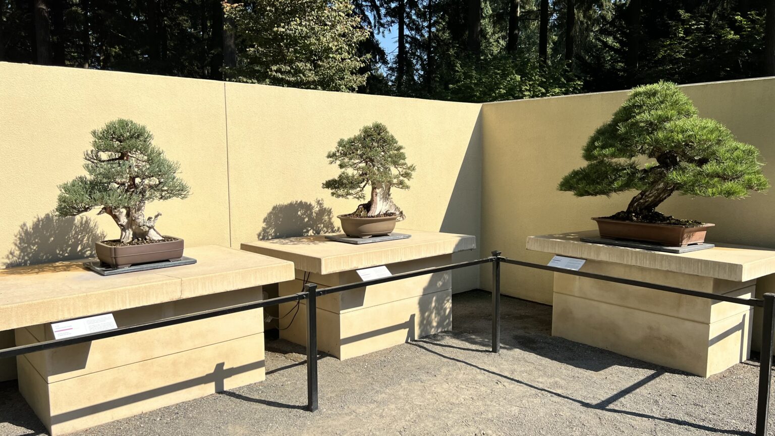 Pacific Bonsai Museum - Edmonds in Bloom